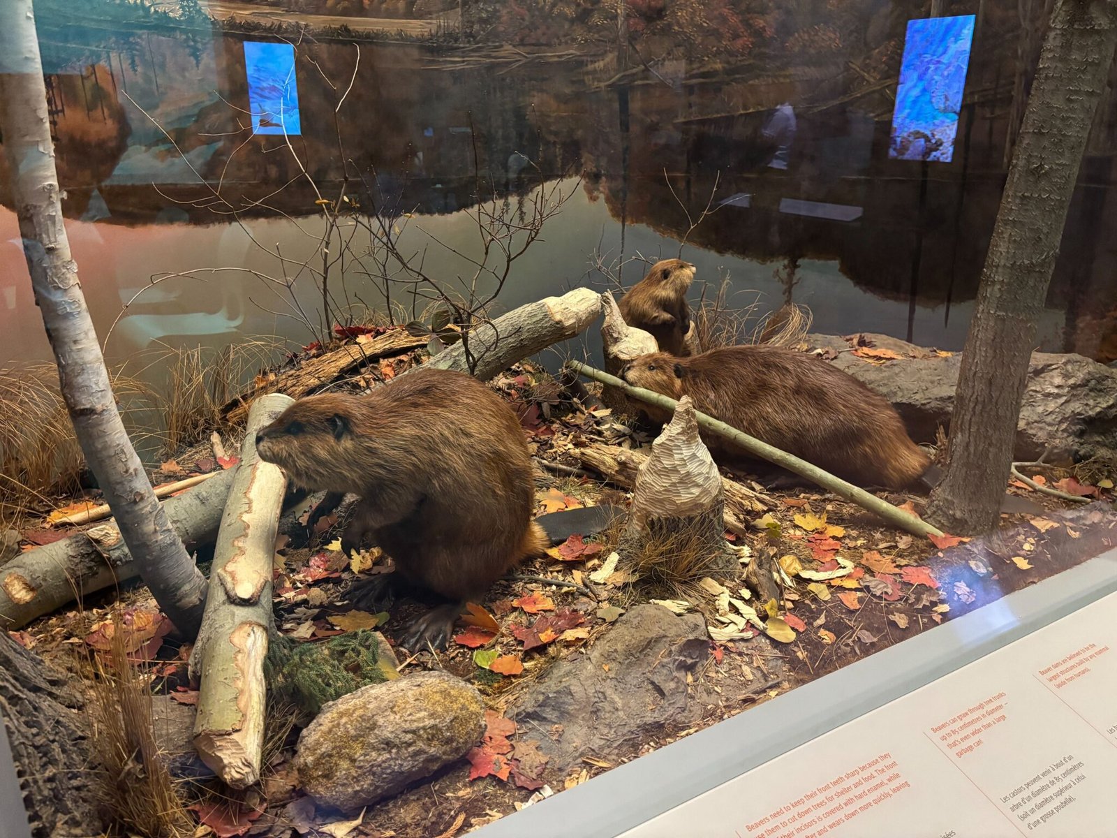 Canada’s Ultimate Dinosaur & Nature Museum: A Family Guide to Ottawa’s ...